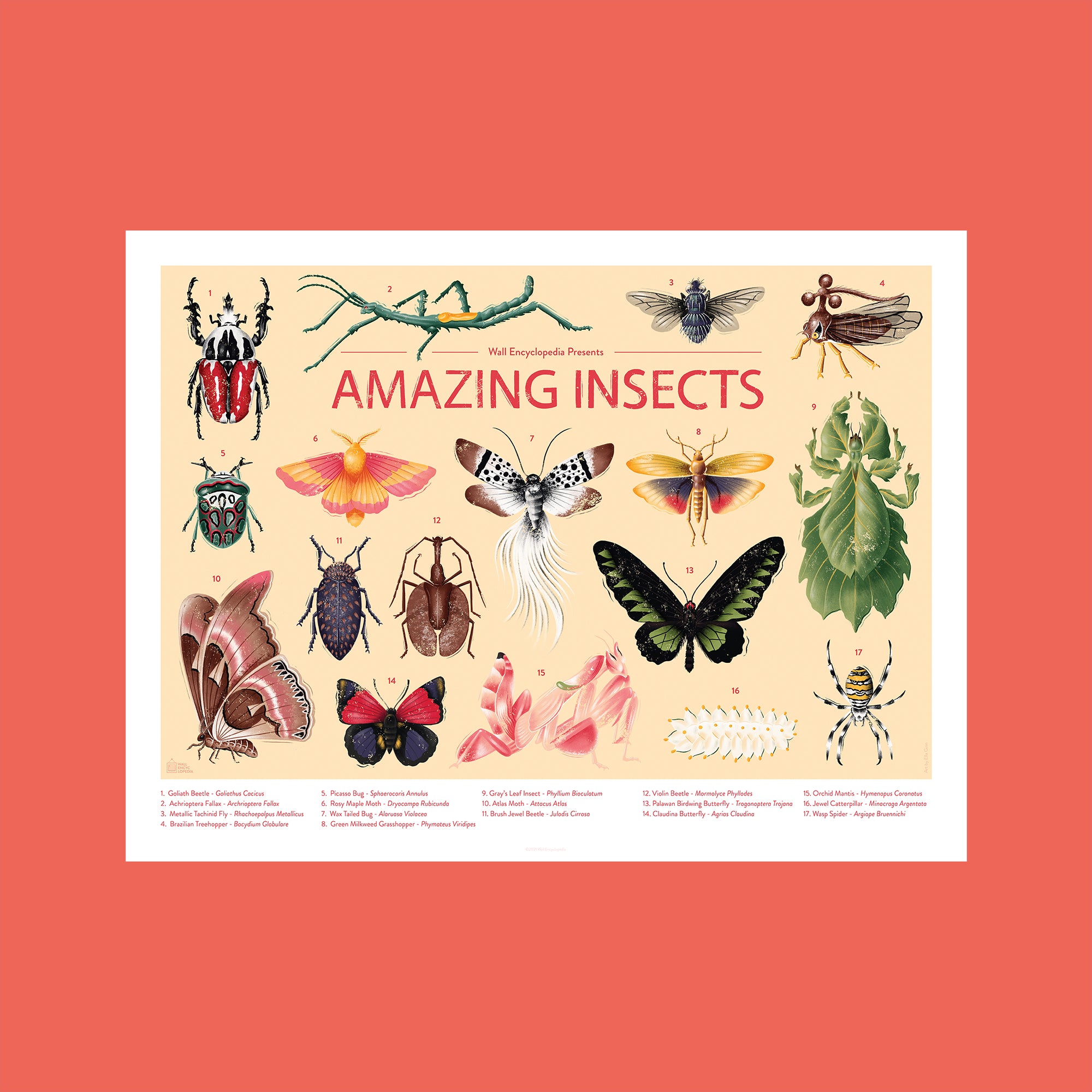 Amazing Insects Poster 1 – Hello Moppet