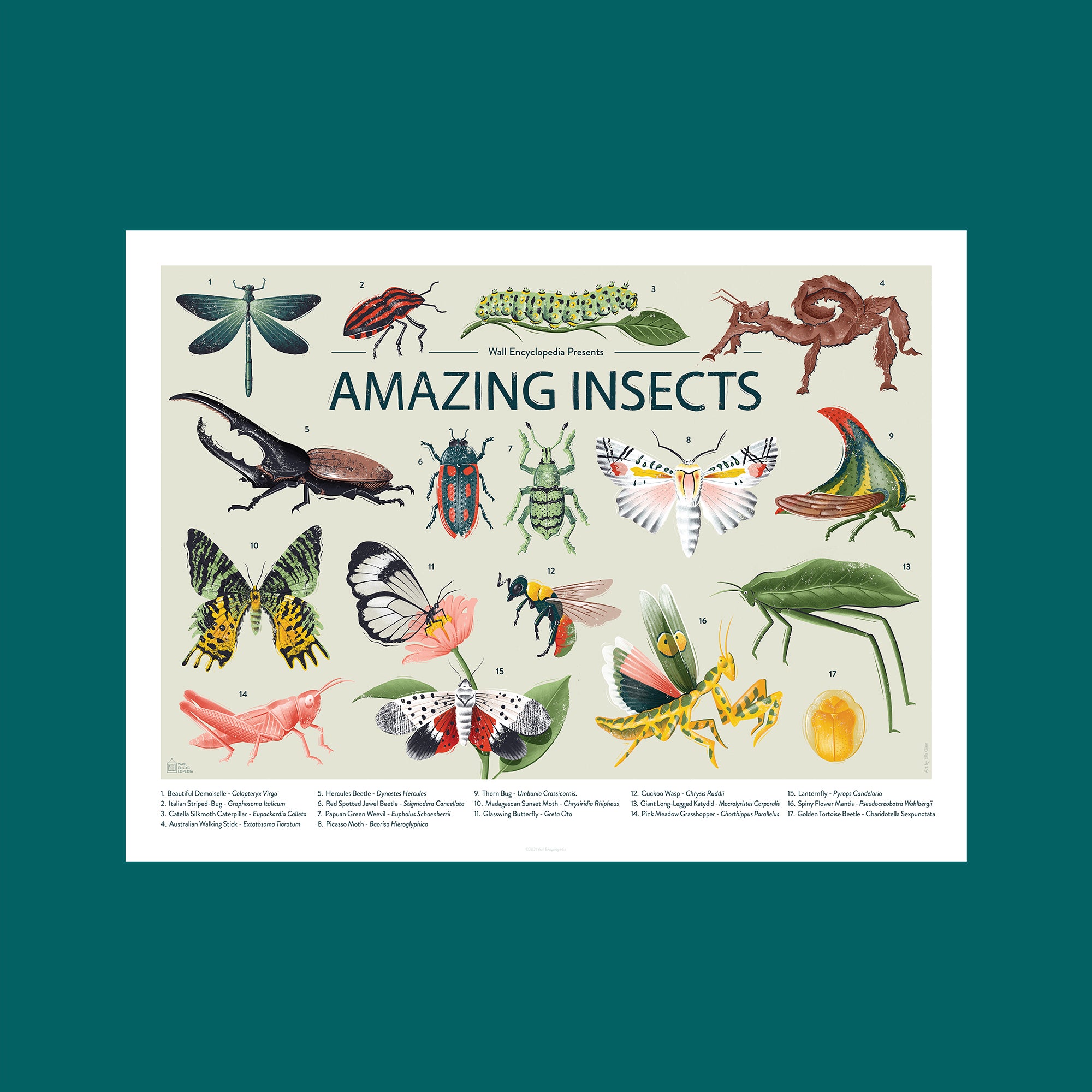 Amazing Insects Poster 2 – Hello Moppet